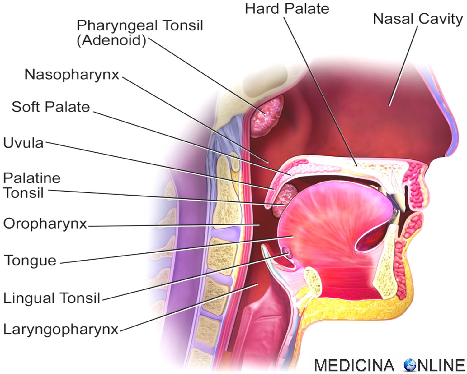 Differenza tra tonsille, ghiandole e linfonodi | MEDICINA ONLINE
