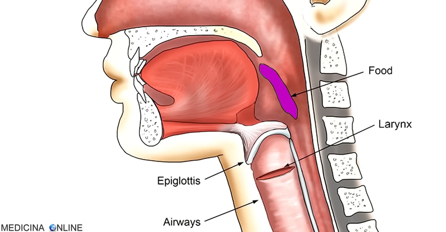Epiglottide: anatomia, funzioni, infiammata, immagini | MEDICINA ONLINE