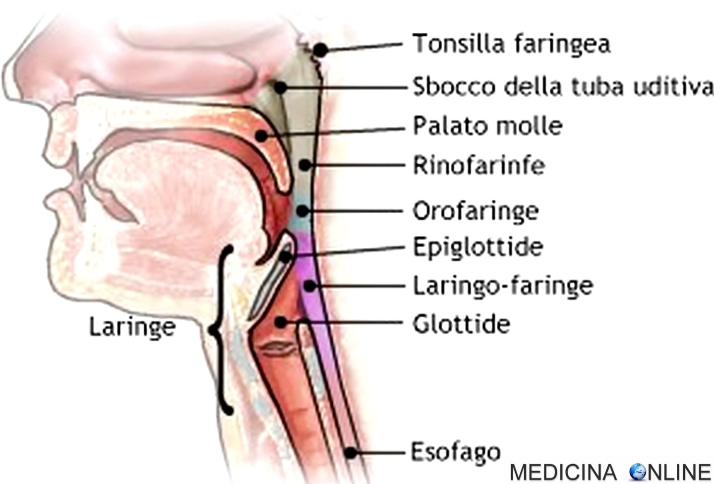 Differenza tra rinofaringe, orofaringe, laringofaringe, ipofaringe ...