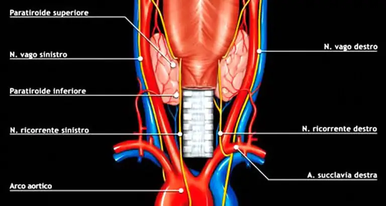 Anatomia, fisiologia, fisiopatologia, semeiotica | MEDICINA ONLINE ...