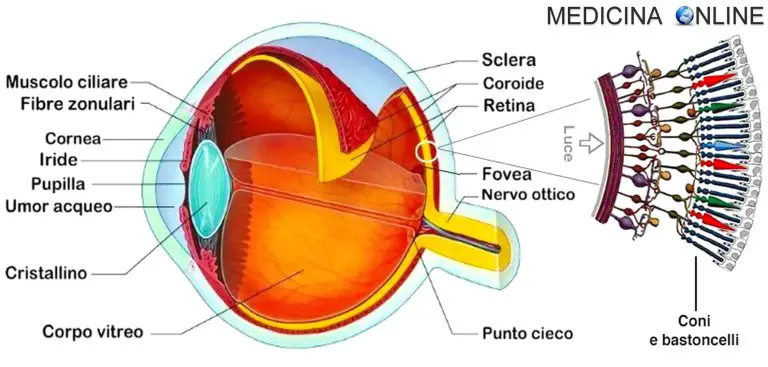 Atrofia ottica: sintomi, bilaterale, dominante, cure | MEDICINA ONLINE