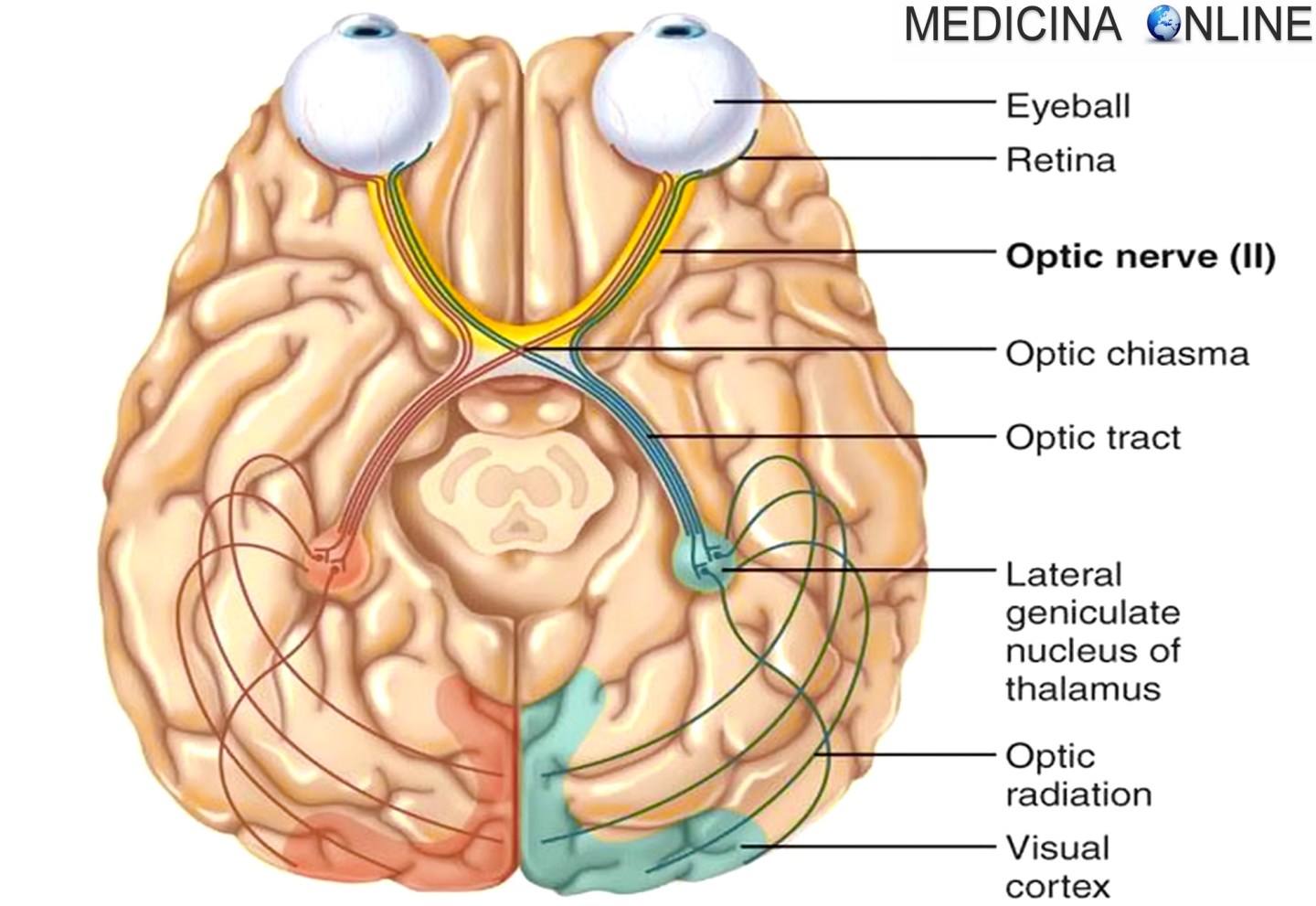 Nervo ottico: anatomia, funzioni e patologie in sintesi | MEDICINA ONLINE
