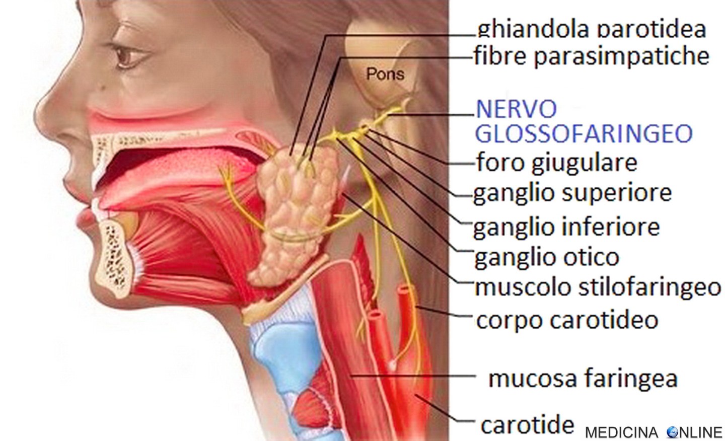 Nevralgia del nervo glossofaringeo: cause, sintomi, alterazione del ...