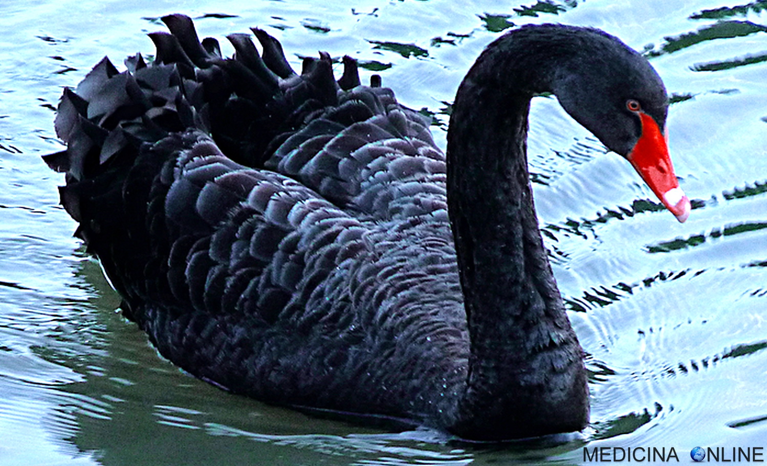 Teoria del cigno nero: significato della metafora in psicologia con ...