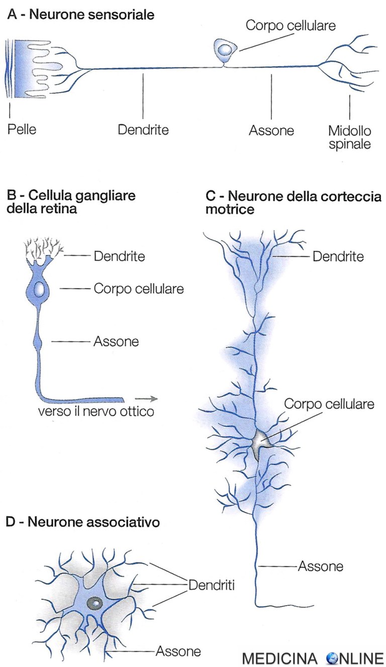 Neuroni: struttura, tipi e funzionamento | MEDICINA ONLINE