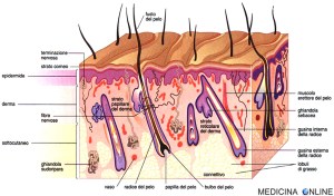 Sebo e ghiandole sebacee: funzioni, composizione e patologie | MEDICINA ...