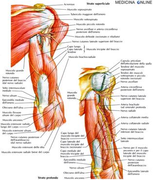 Diagramma Tricipite Anterior View Of Upper Arm Muscles