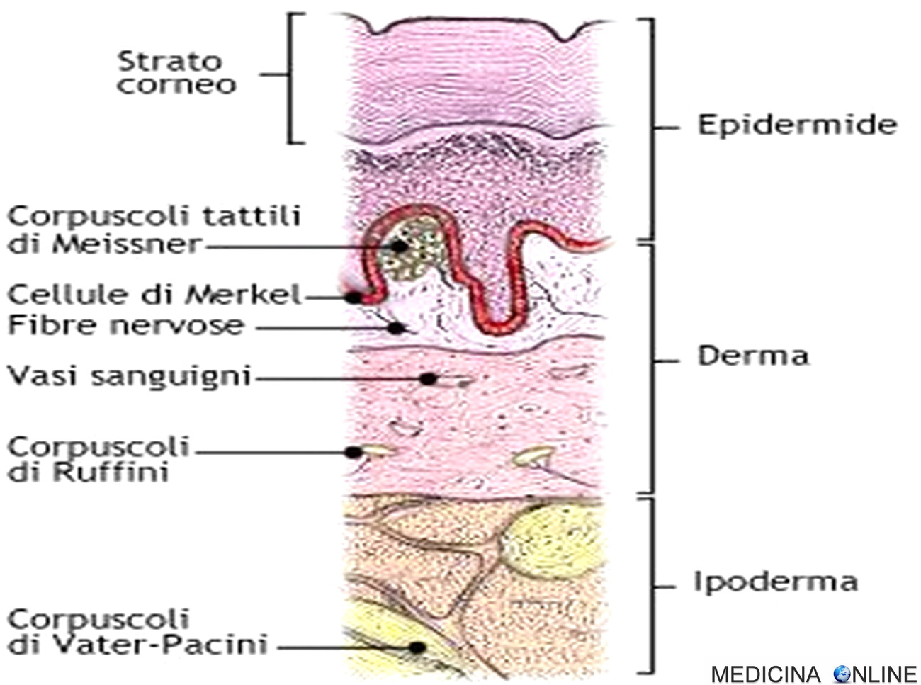 Anatomia, fisiologia, fisiopatologia, semeiotica | MEDICINA ONLINE ...