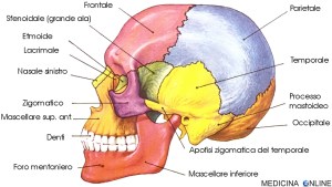 Lobi del cervello: anatomia, funzioni, immagini e patologie in sintesi ...