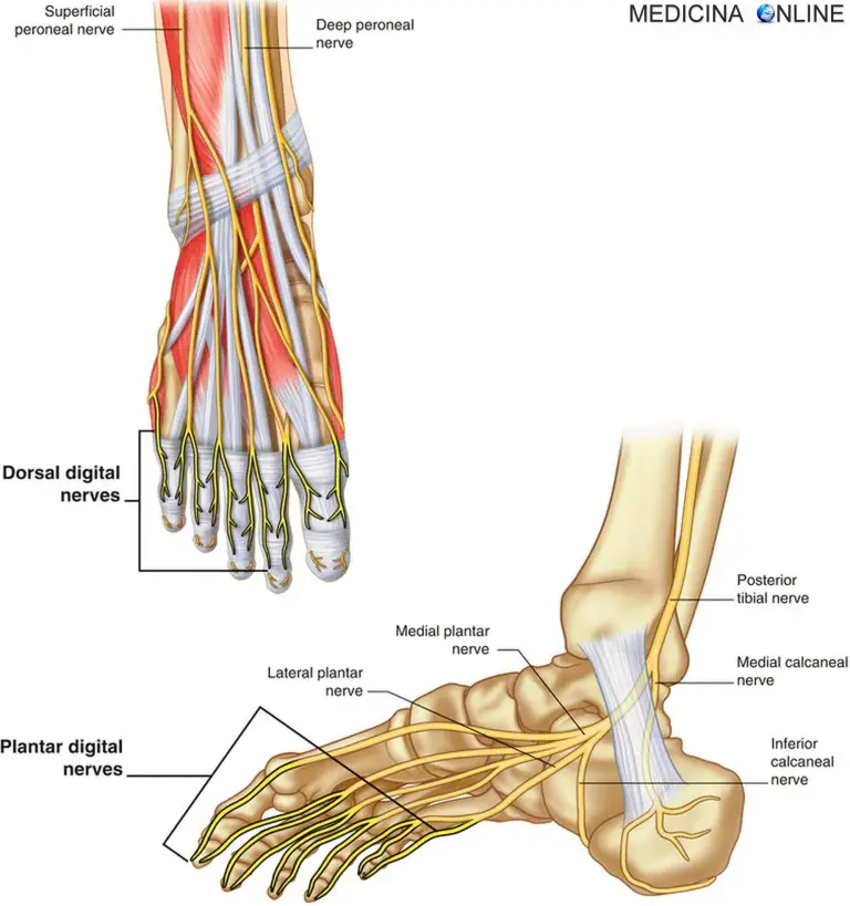 Nervo plantare laterale e mediale: anatomia, origine, decorso, rami ...