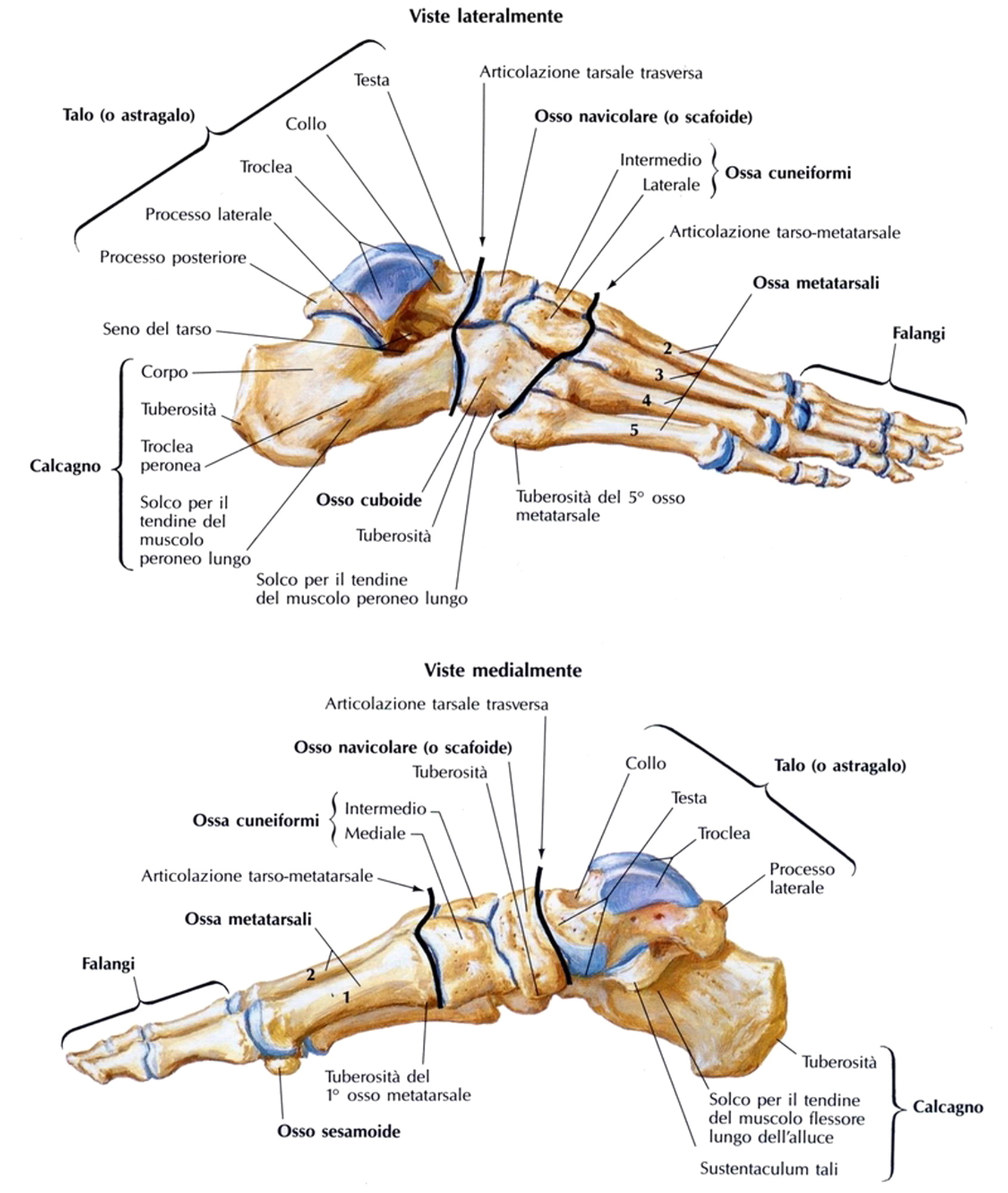 Differenza tra arto inferiore, gamba, coscia, polpaccio, stinco ...