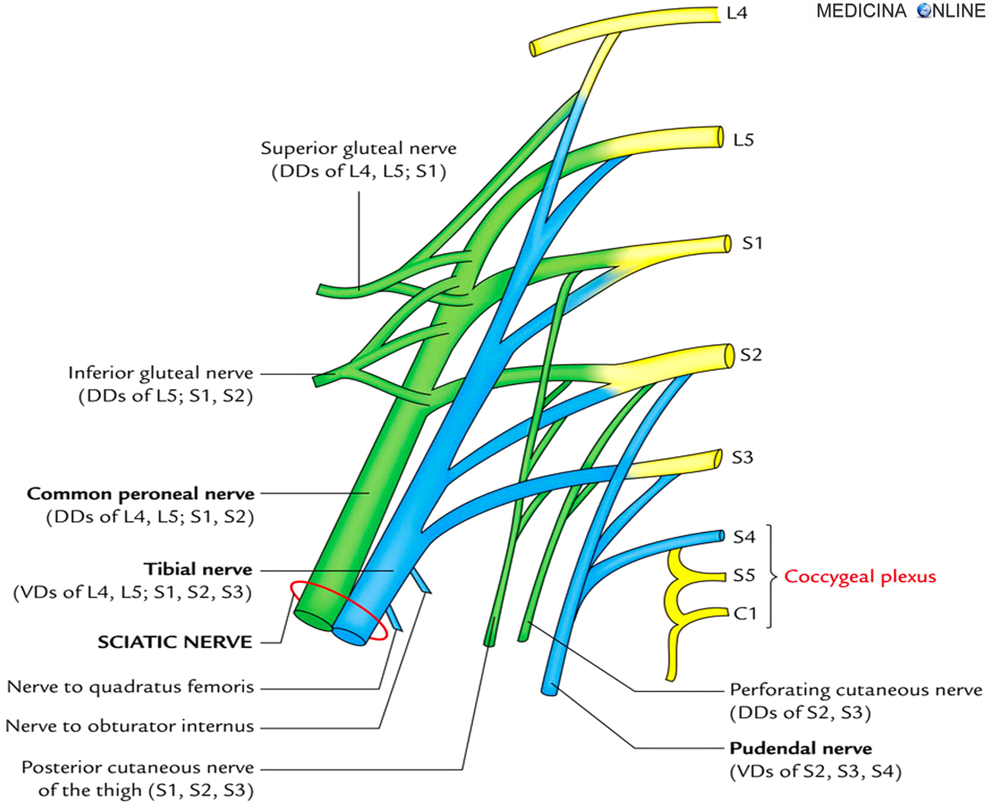 Neuropatia del pudendo: cause, sintomi, diagnosi e terapie | MEDICINA ...
