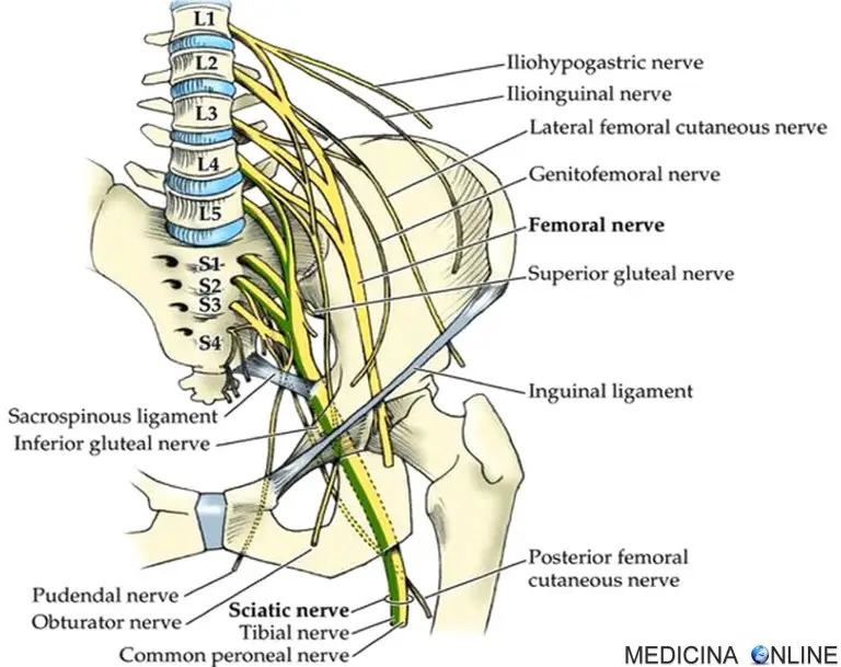 Nervi degli arti inferiori e plesso lombare: anatomia e funzioni ...