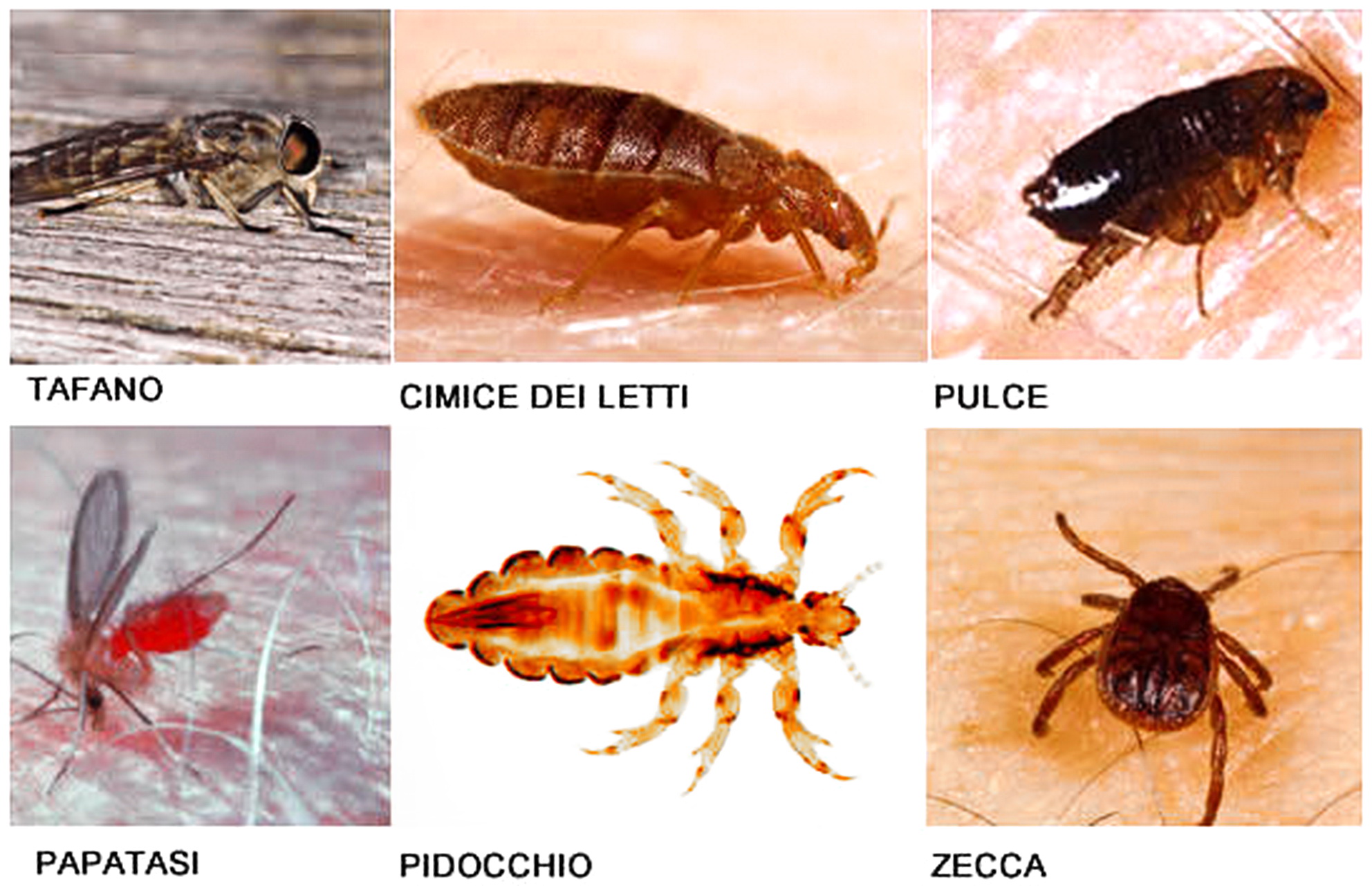 Punture di insetti: come riconoscerle ed intervenire | MEDICINA ONLINE