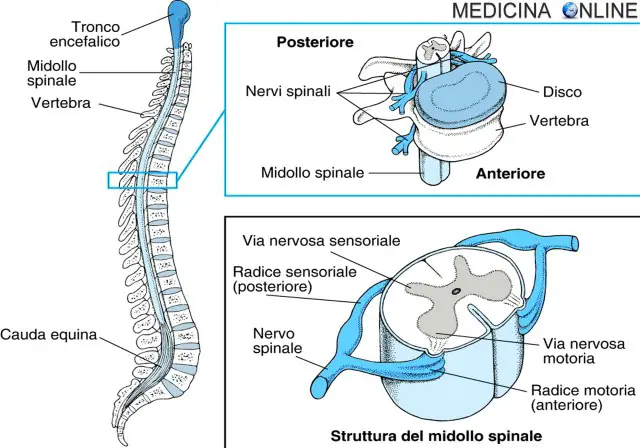 Schema Del Midollo Spinale Per Bambini Anatomia Della Colonna