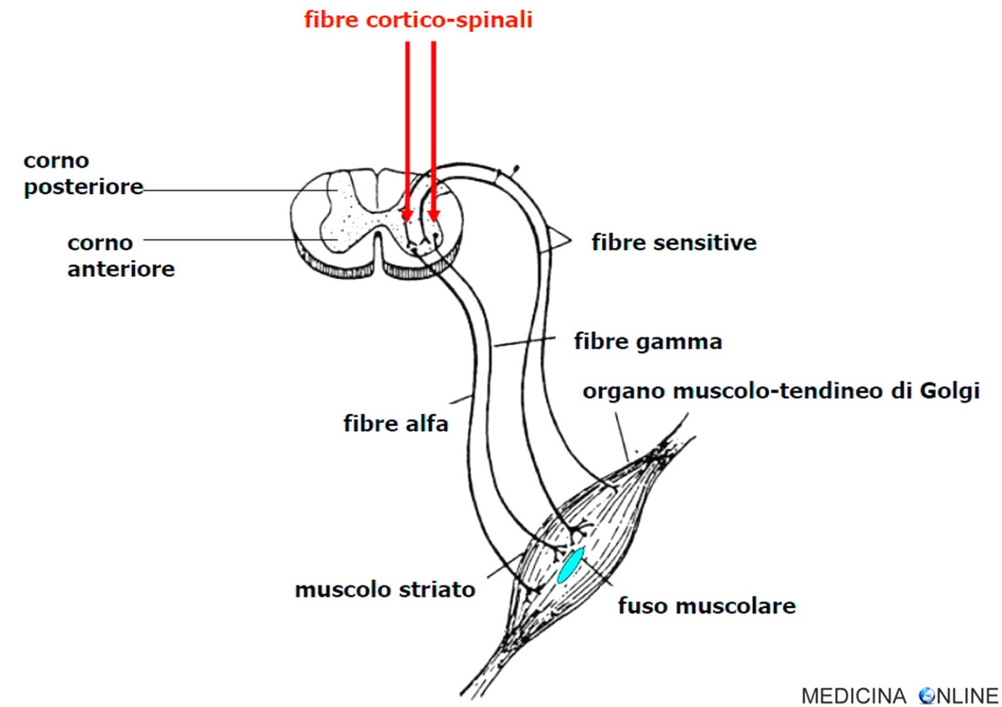 Cos’è il tono muscolare, a che serve, come mantenerlo? | MEDICINA ONLINE