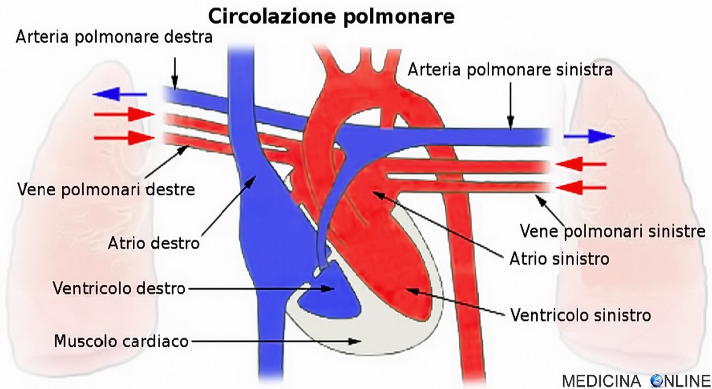Cuore polmonare: cause, sintomi, diagnosi, esami, trattamento ...
