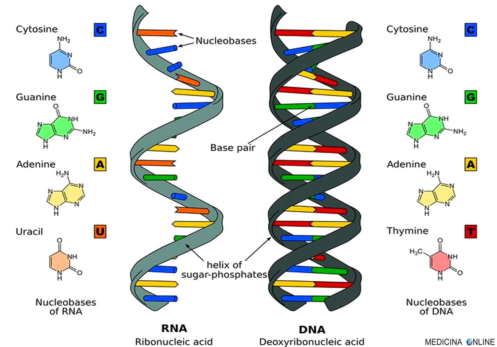 Sintesi proteica: trascrizione, sintesi dell’RNA, RNA polimerasi I, II ...