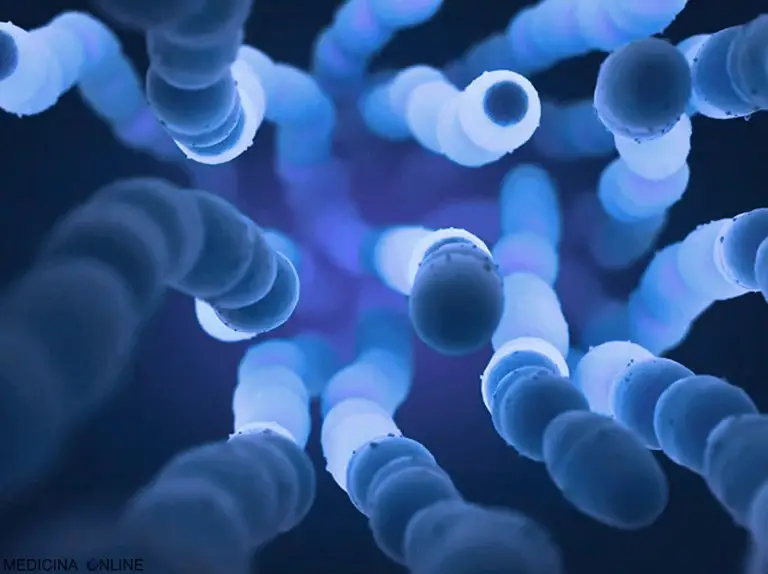 Infezioni da Streptococcus pneumoniae: fattori di rischio, sintomi di ...