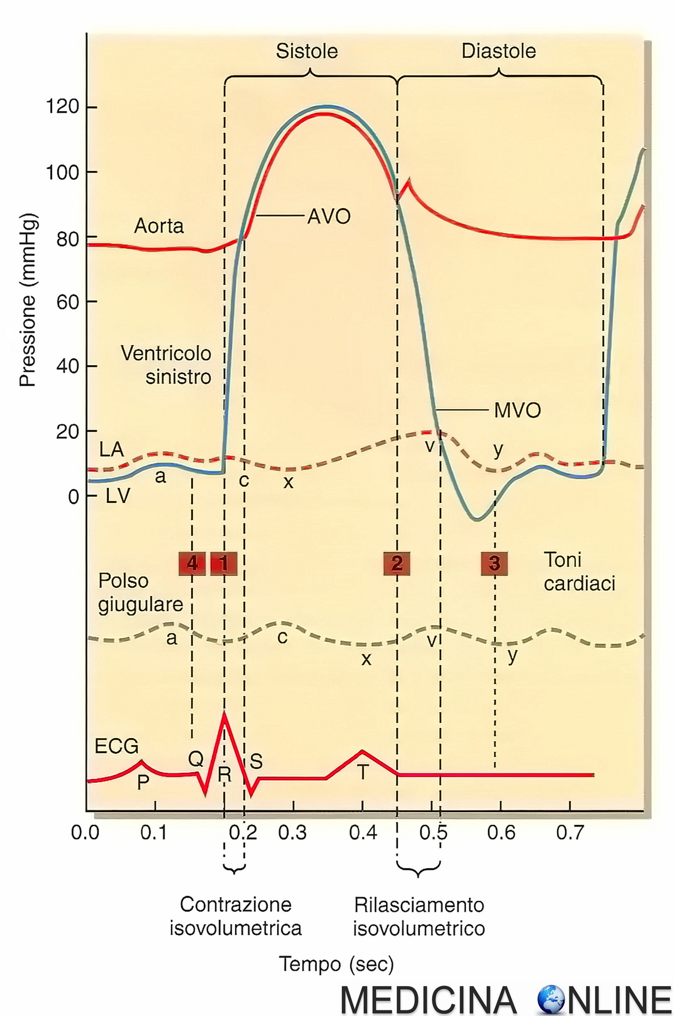 Fisiologia della circolazione: ciclo cardiaco e performance cardiaca ...