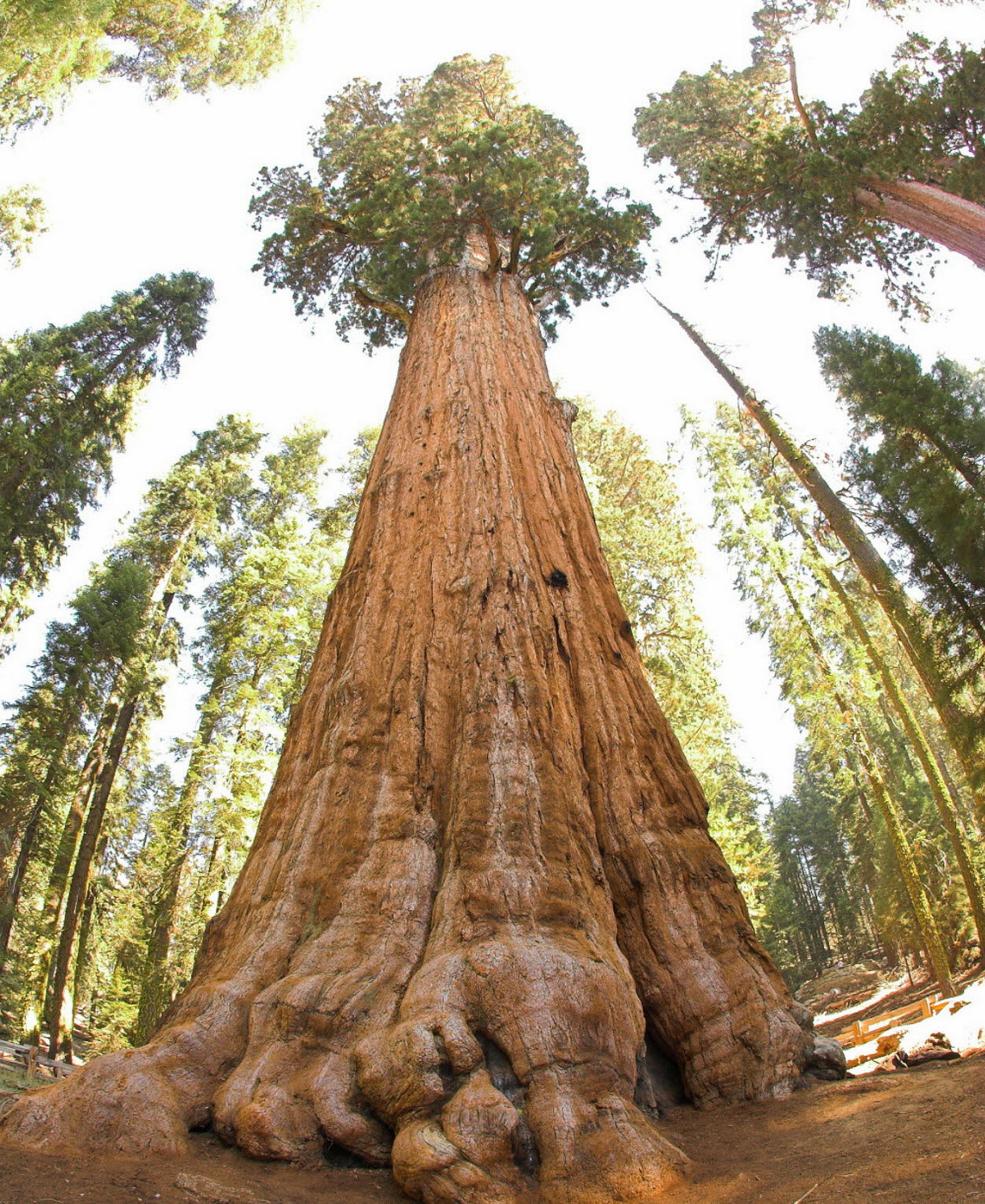 Hyperion e Generale Sherman sono gli alberi più alti e grandi del mondo ...