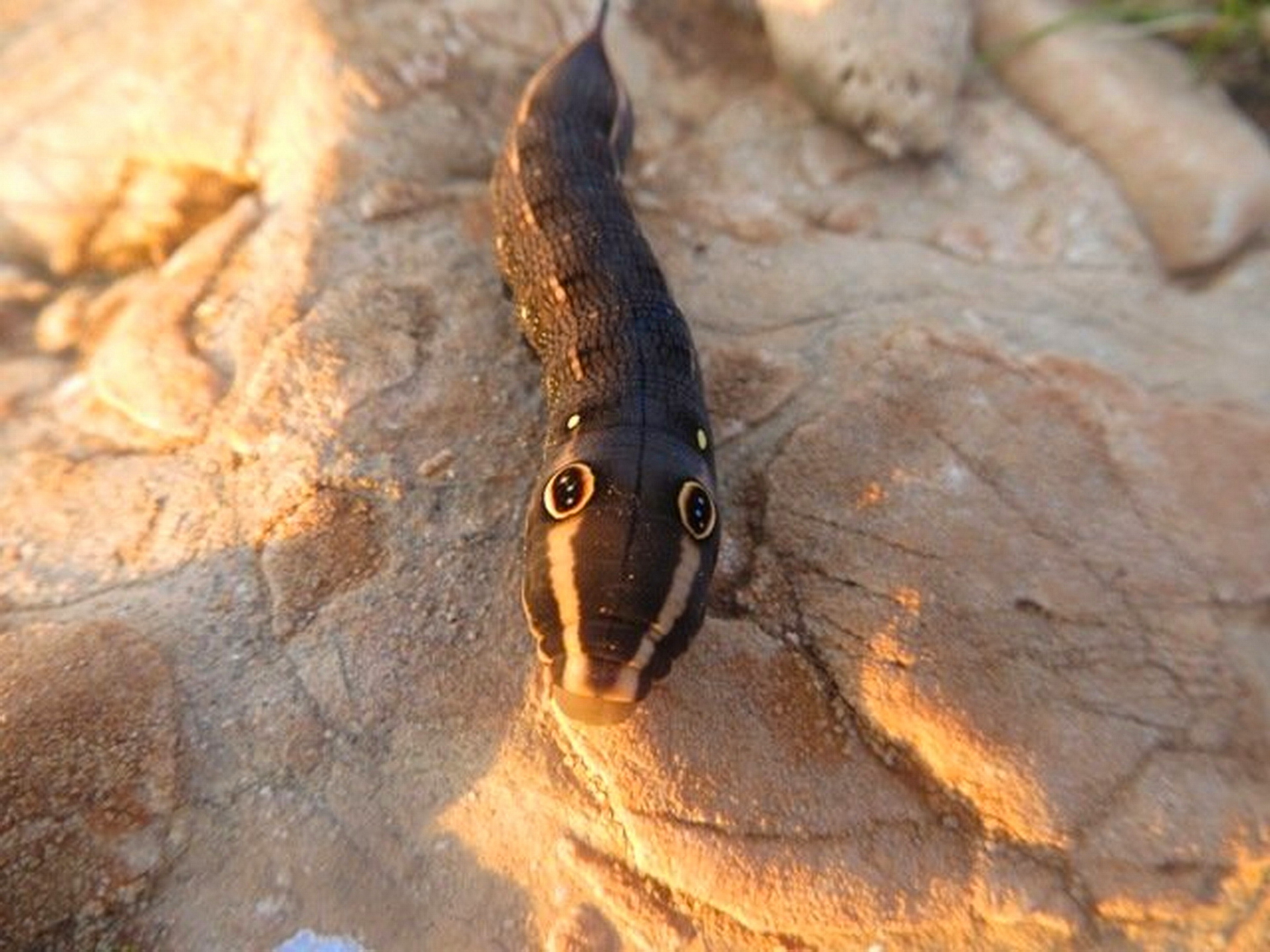 Hai mai visto un esemplare di Hippotion Celerio? | MEDICINA ONLINE